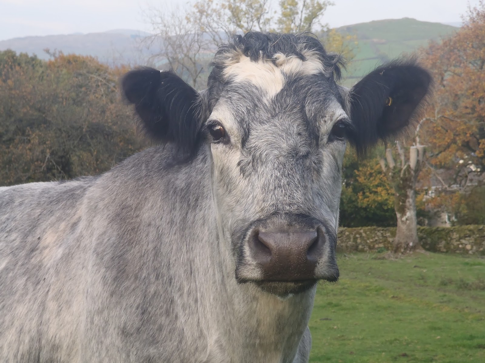 Central and East Lakes Rangers: New Arrivals at High Lickbarrow.
