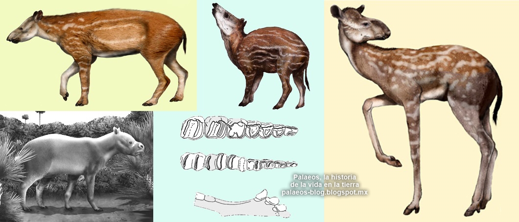 Palaeos, la historia de la Vida en la Tierra: ¿Sabías que? Tapires 2