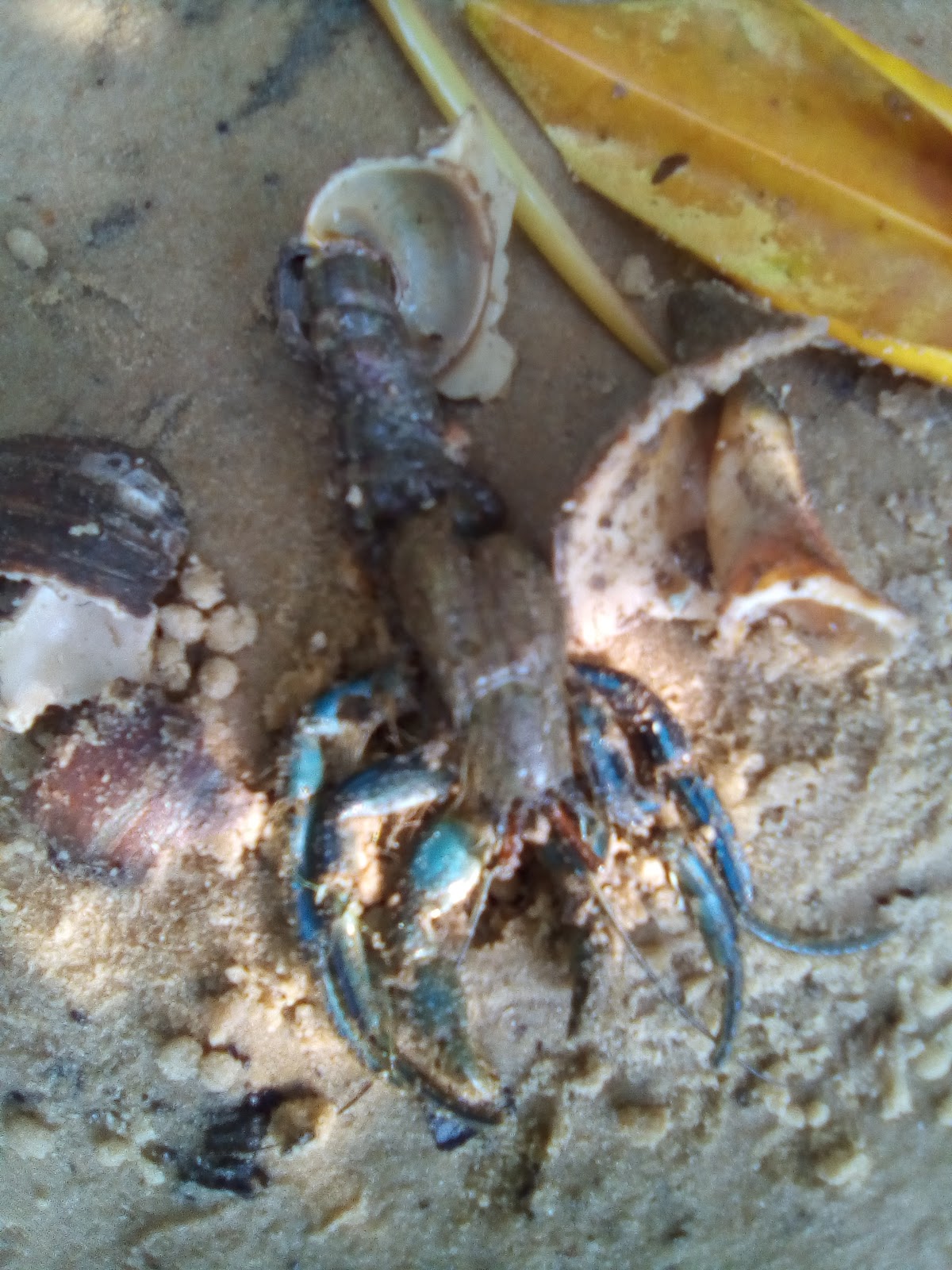 umang umang sungai ~ SentapBrow