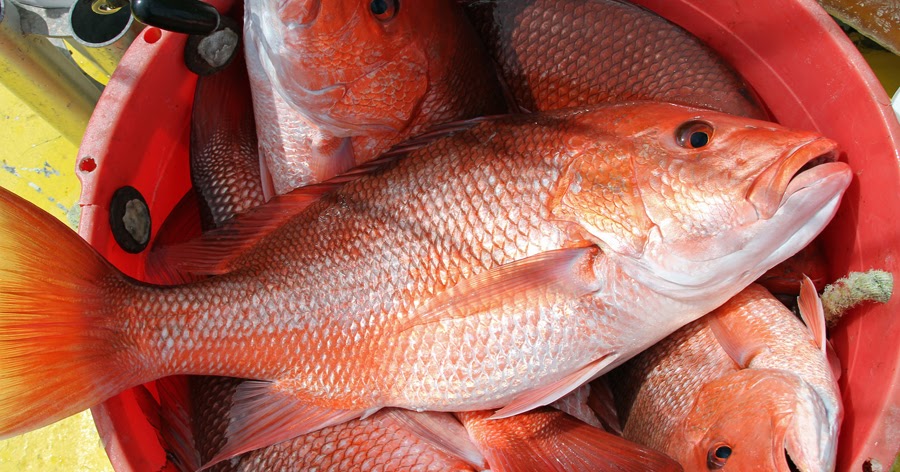 Where to Buy Red Snapper - Fresh Red Snapper, Buy Red Snapper, Red ...