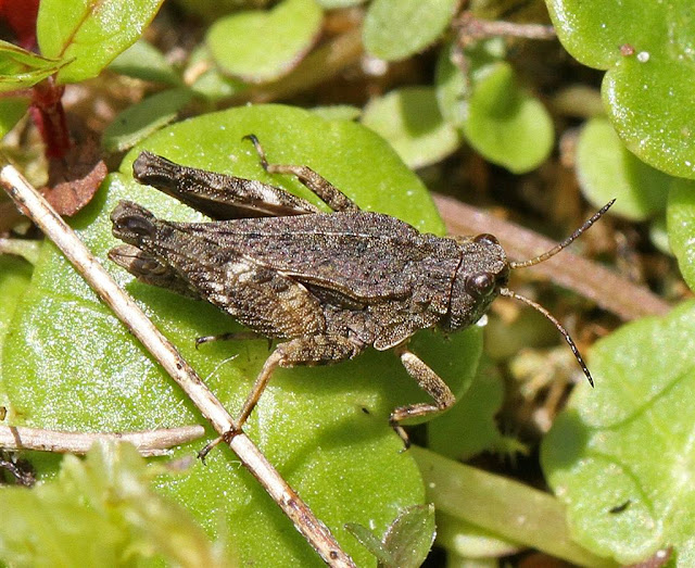 Orthoptera in Britain and Europe (Michael Foley): Common Groundhopper ...