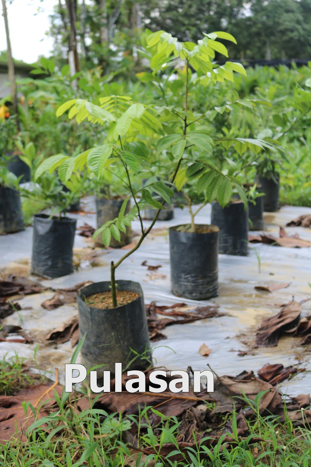 Nyan Mei Nursery (Fruit Trees): The benefit of pulasan