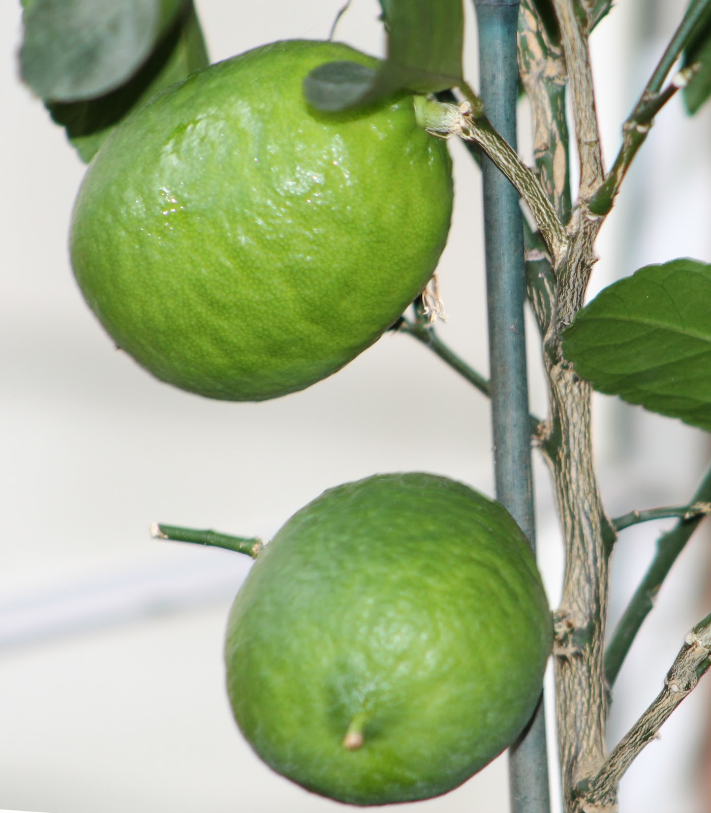 Sandra's Alaska Recipes: SANDRA’S FRESH and LIGHT TROPICAL FRUIT SALAD