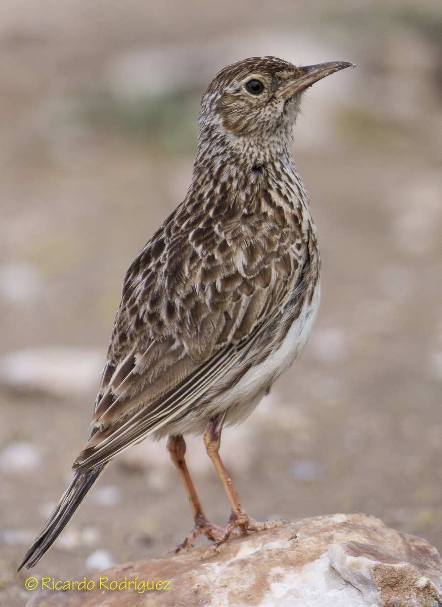 Aves Ricardo Rodriguez: Alondra de Ricotí o Dupont (Chersophilus duponti)