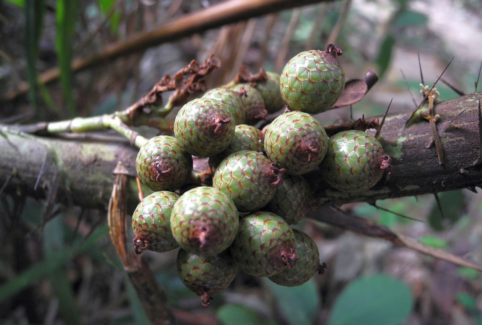 Celsius - 273 - Pulling it closer to me : Aug 3rd - rampai inspection ...