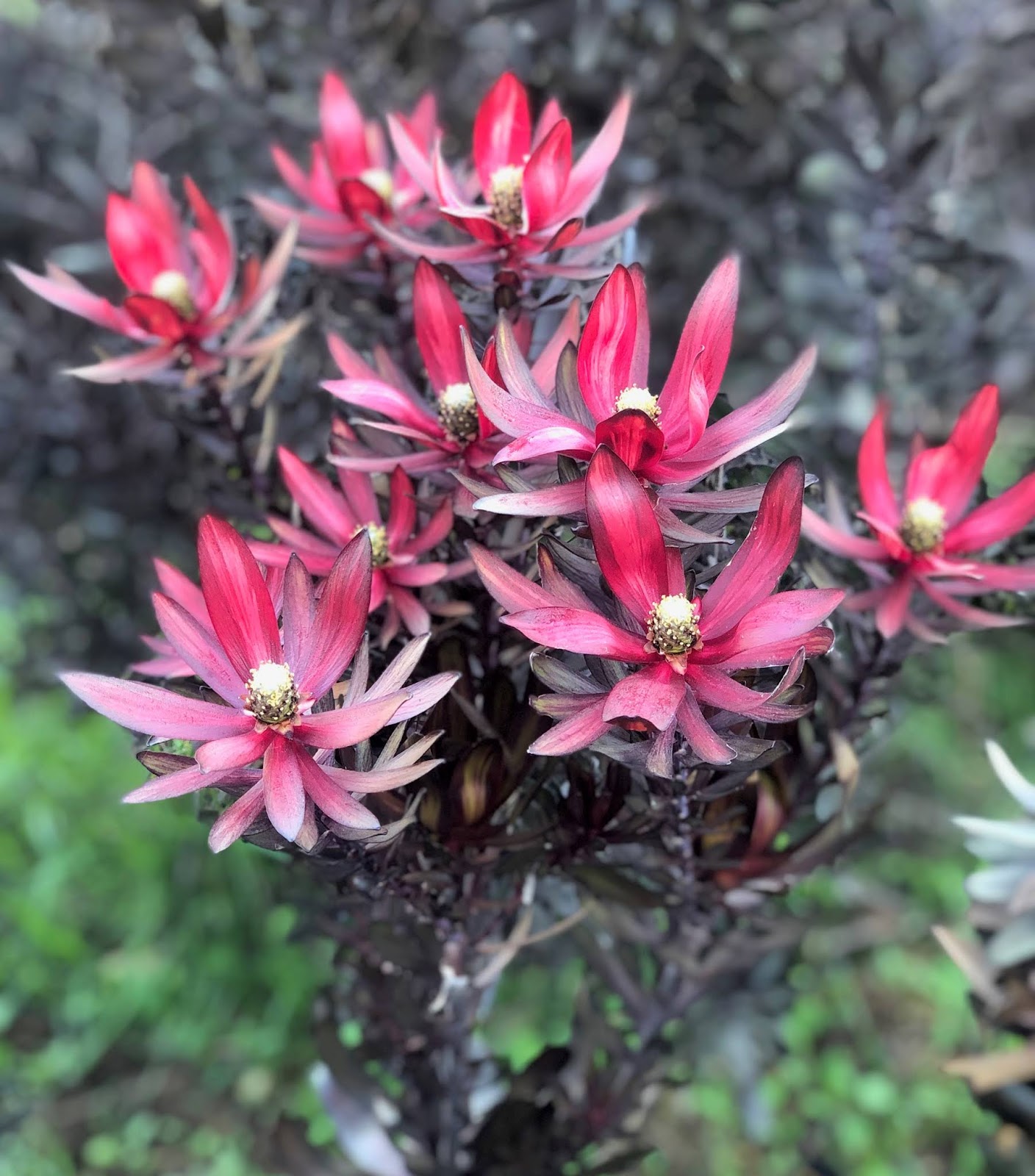 A Passion for Flowers: In the Field: Leucadendron Ebony
