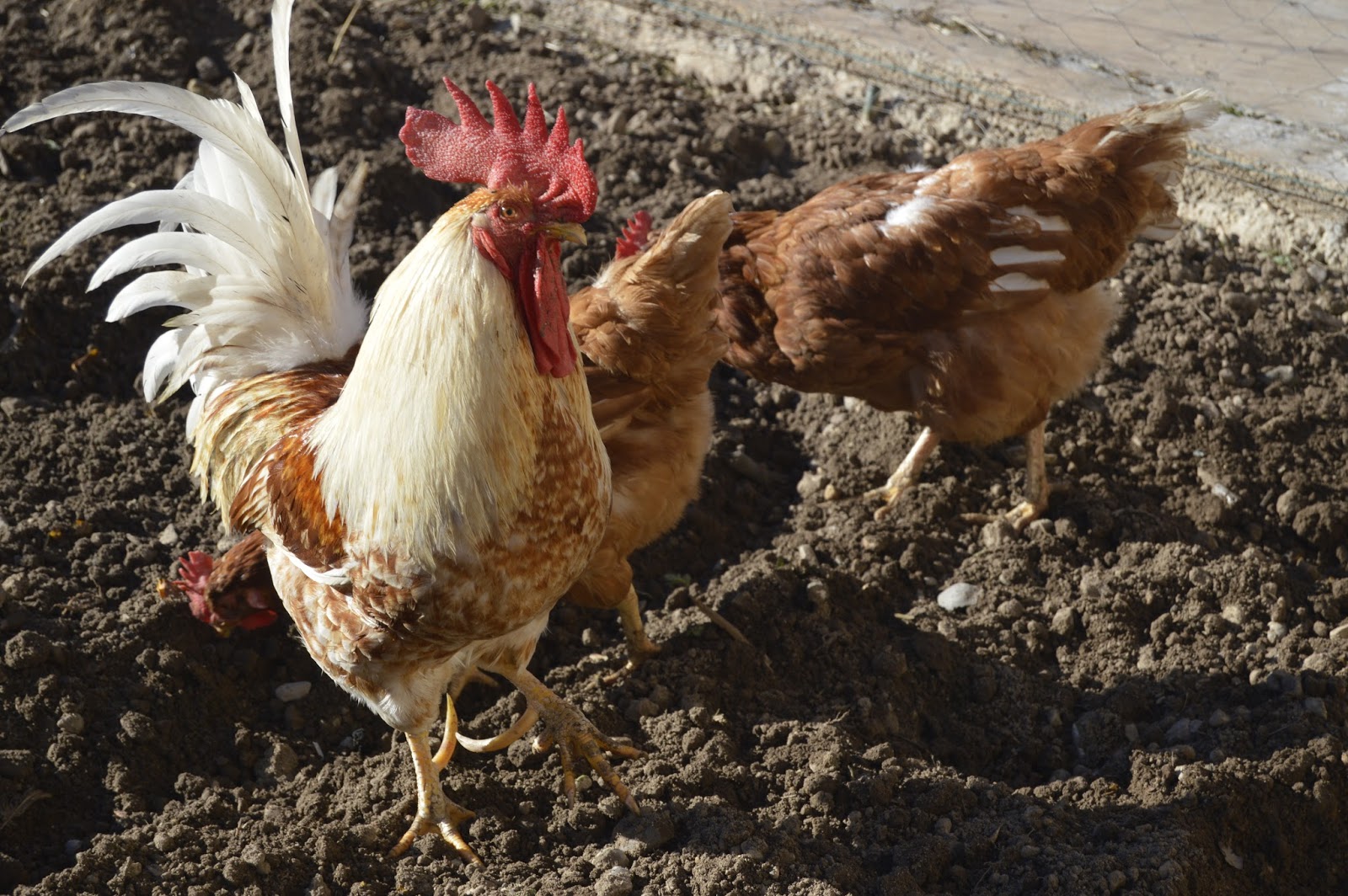 El Huerto de Tatay: Un dia de gallinas