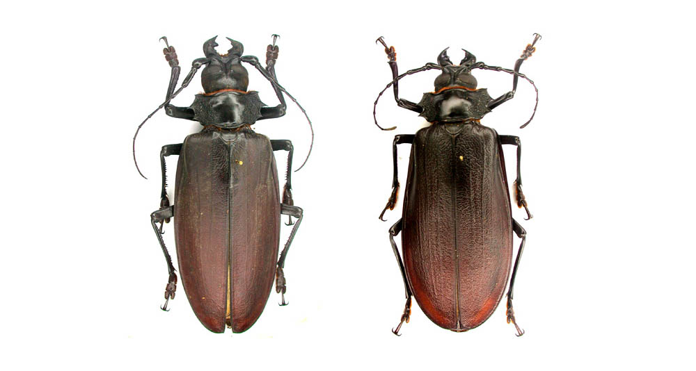 SKBT: The world's largest beetle