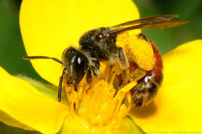 Falmouth Nature Notes : The torment of Trailing Tormentil