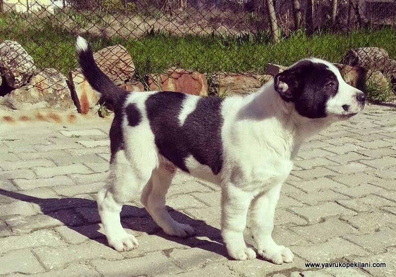 Alabay Yavruları : alabay yavruları