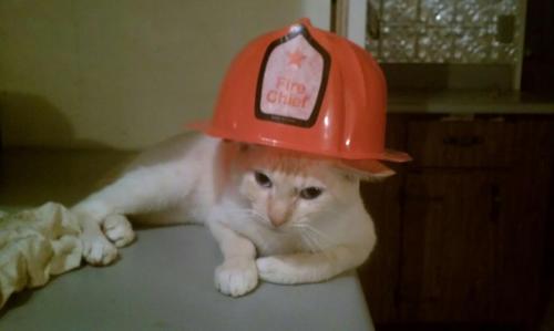 Fire Chief Cat | Funny Cat Pictures