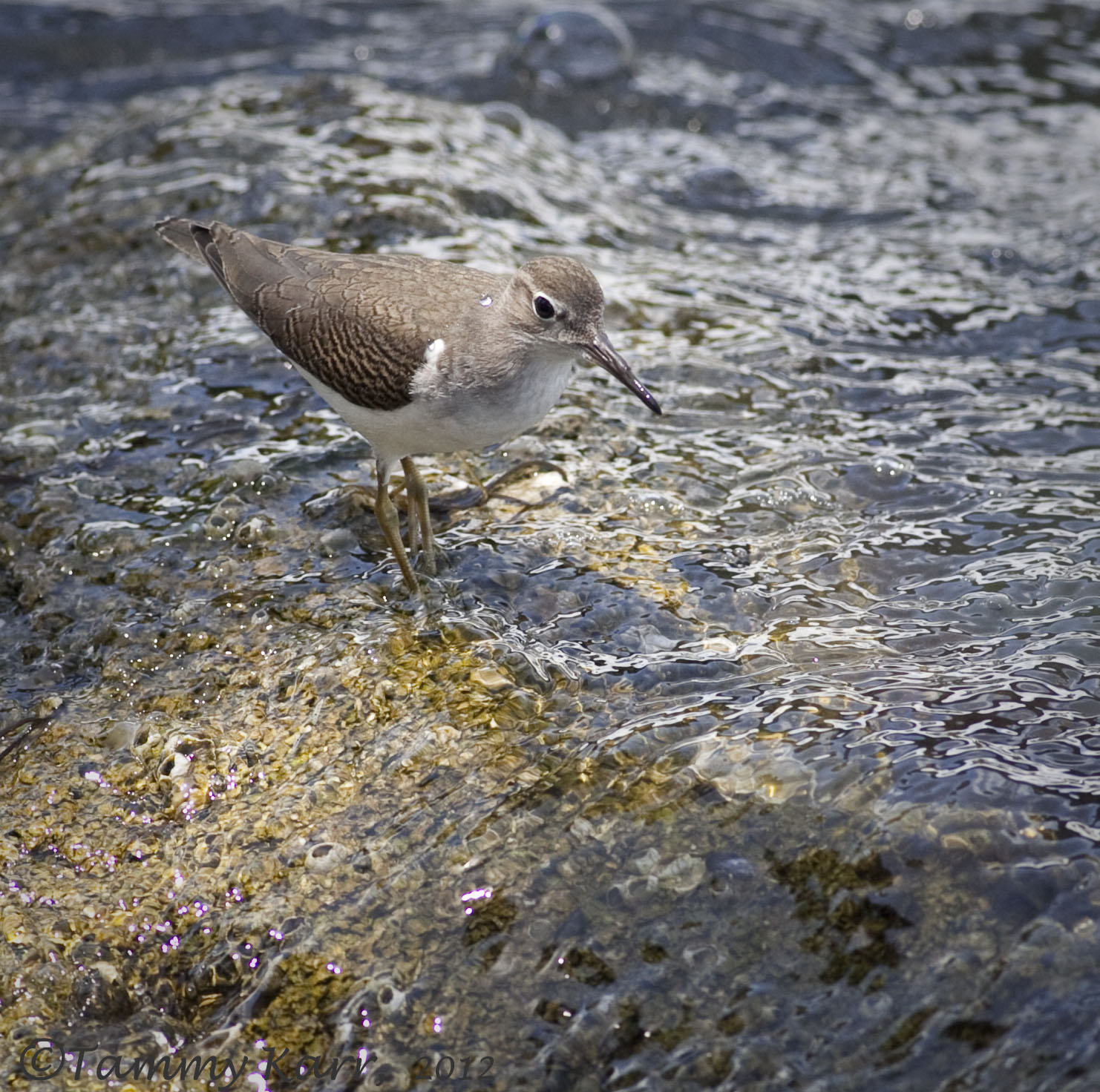 i heart florida birds: Spotted Sandpiper