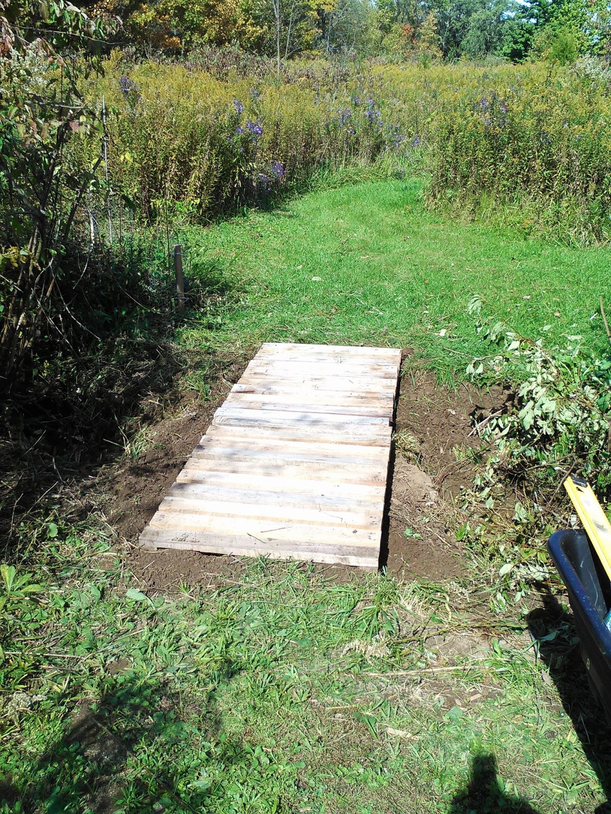 the common milkweed: Pallet Bridge
