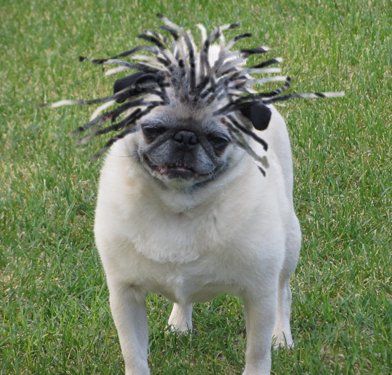 Idaho PugRanch: Hazel's Crazy Hair & Pup-a-Top