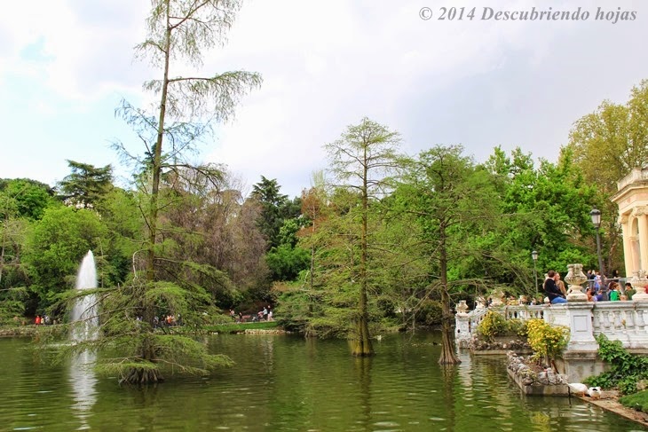 Descubriendo hojas: Paseo por el Parque del Retiro