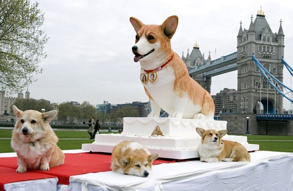 Celtic Corgi: In honour of the Royal Wedding