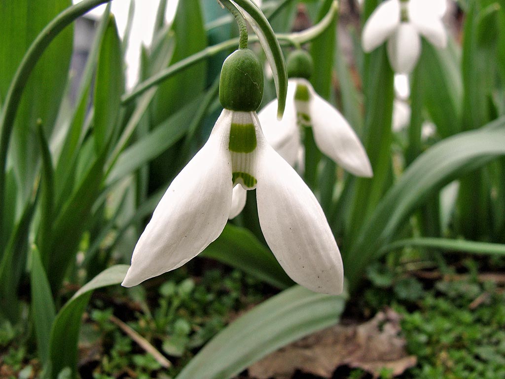 PHOTO ODYSSEY OF RICHARD: GHIOCEL SNOWDROP GALANTHUS NIVALIS