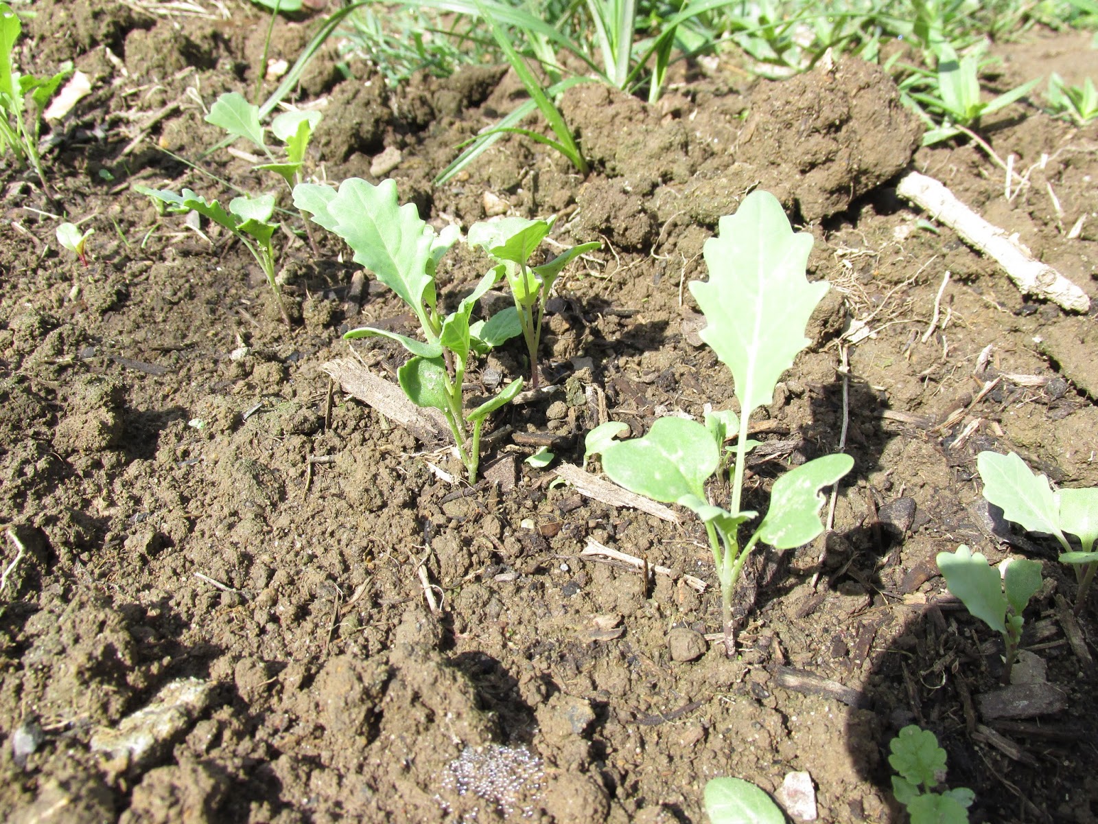 Kentucky Fried Garden: An Early Fall Vegetable Garden in September