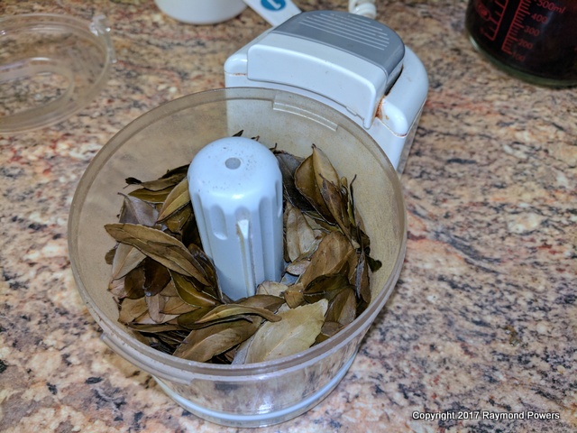 PURE FLORIDA: How To Make America's Tea... Yaupon Holly Tea.