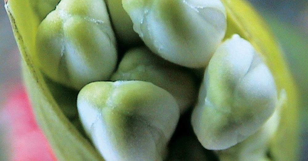 Fiona Apple Extraordinary Machine Jon Brion Version