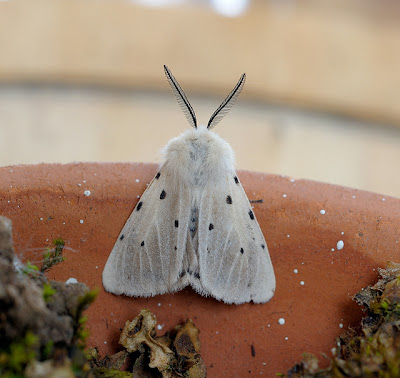 Cherry Wood ~ チェリーウッド: Papillons de nuit