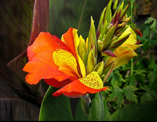 Beautify Garden with Plants Kana Flowers - Life Is Beautiful