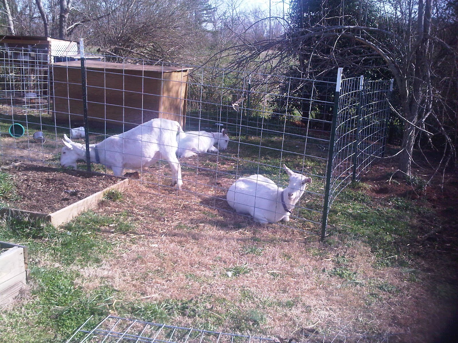 The Thankful Goats of Pretty Farm: New Goat Enclosure, New Raised Beds ...