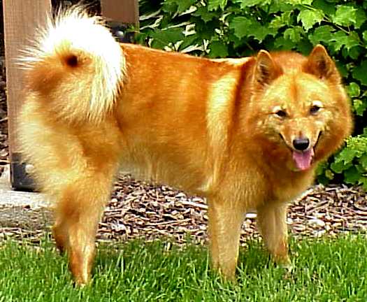 Finnish Spitz Dog | Information Facts & Pictures | All Wildlife Photographs