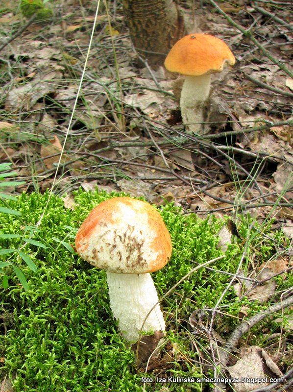 Grzyby gatunkami. Koźlarz czerwony | Smaczna Pyza