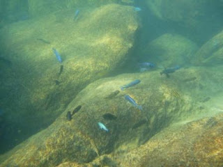 TEA WITH AFRICA: Bright Chipeka - Mulanje