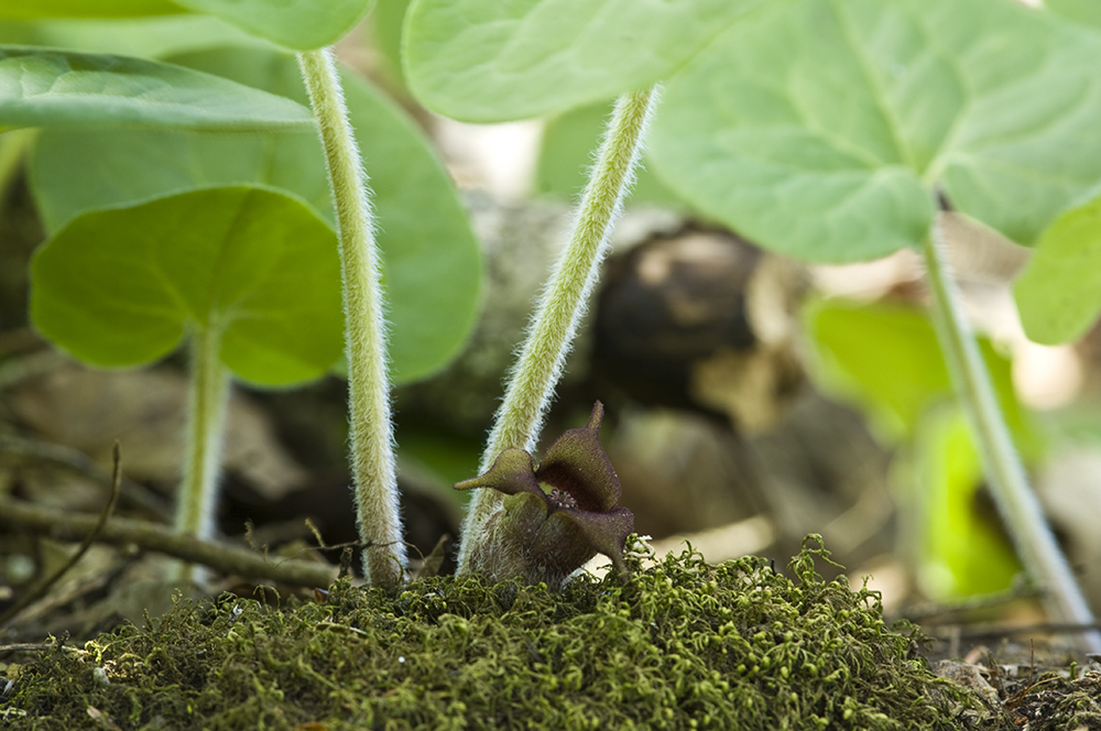 The 3 Foragers: Foraging for Wild, Natural, Organic Food: Wild Ginger ...
