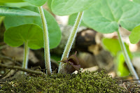 The 3 Foragers: Foraging for Wild, Natural, Organic Food: Wild Ginger ...
