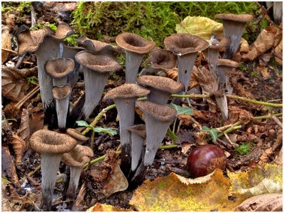 Els bolets de casa nostra: La guia del bolet