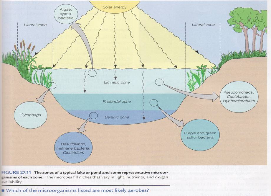 INTERAKSI ANTAR MIKROBA | MIKROBIOLOGI LINGKUNGAN KELOMPOK 5
