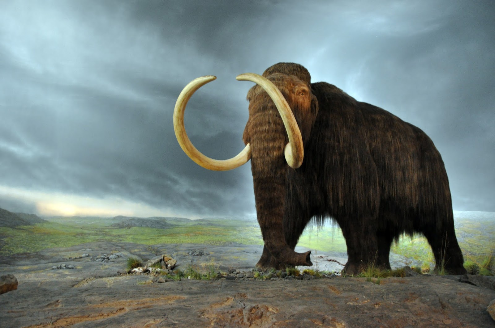 Weighty Matters Saturday Stories Woolly Mammoths Amish Forgiveness Weighty Matters Saturday Stories Woolly Mammoths Amish Forgiveness