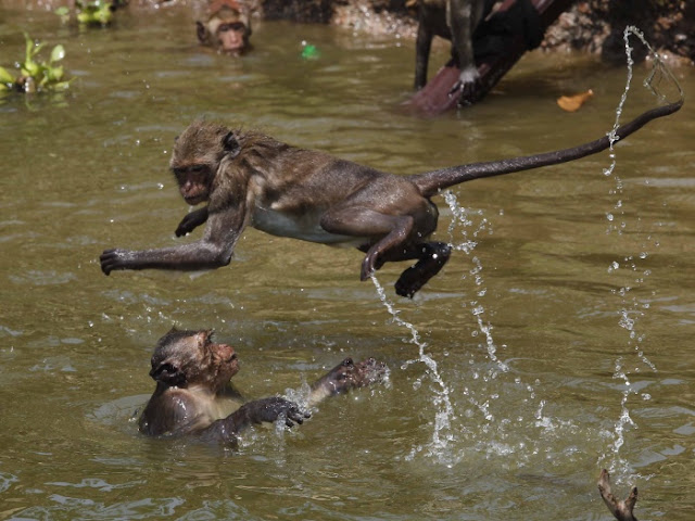 LIBERTAÇÃO ANIMAL: Macaquinhos nadam em lago para se refrescar