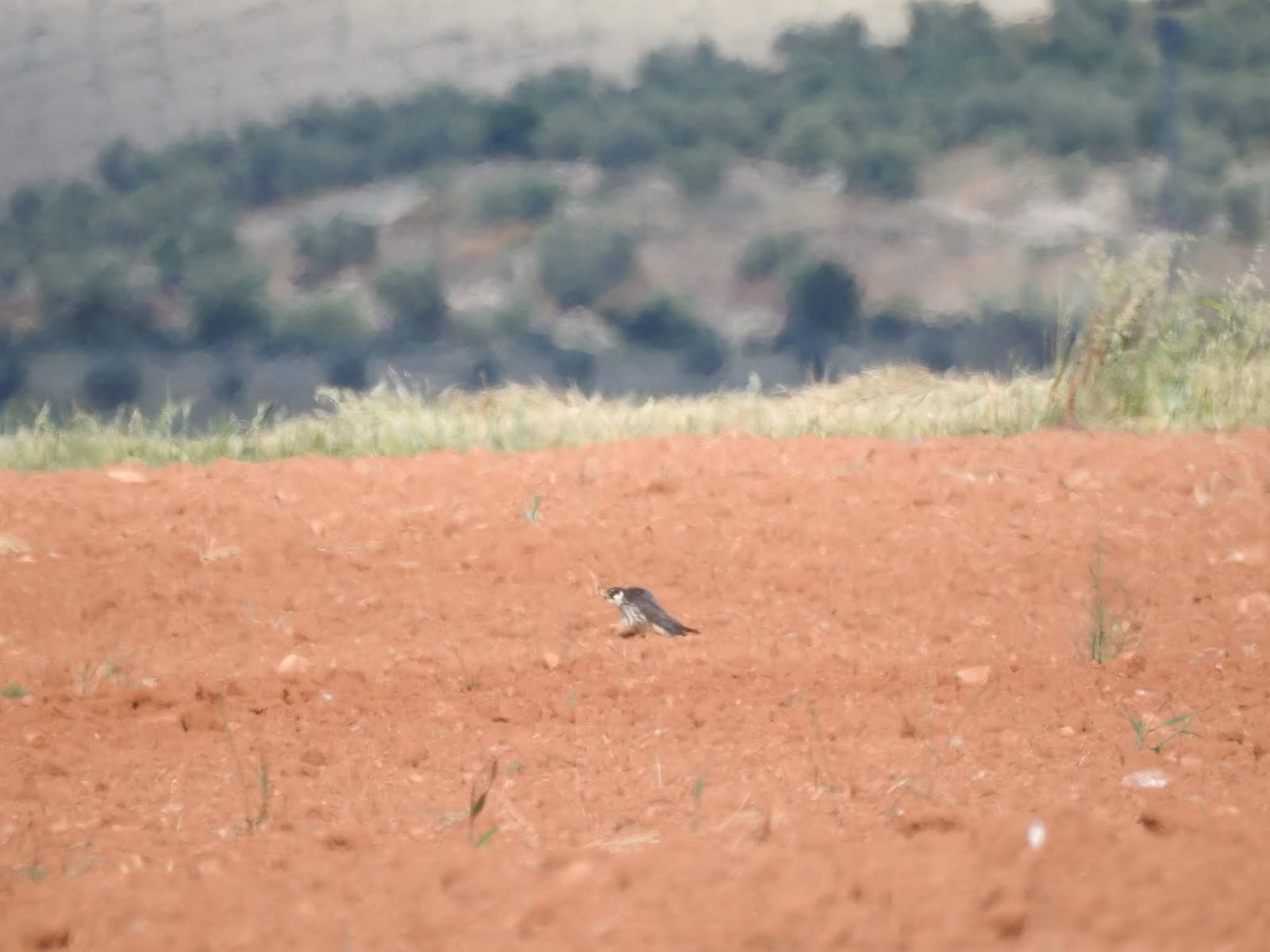 Sierra Nevada Natural: Observación de un alcotán en el Temple