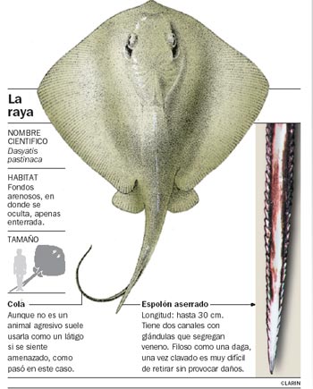 EL ANIMAL INVISIBLE: rayas y mantas raya o mantarrayas