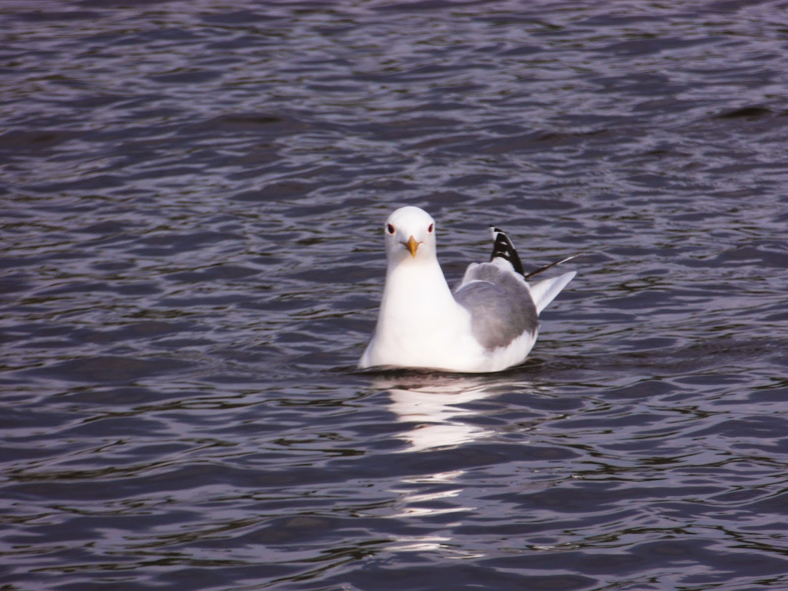 Annen jutut: KALALOKKI larus canus