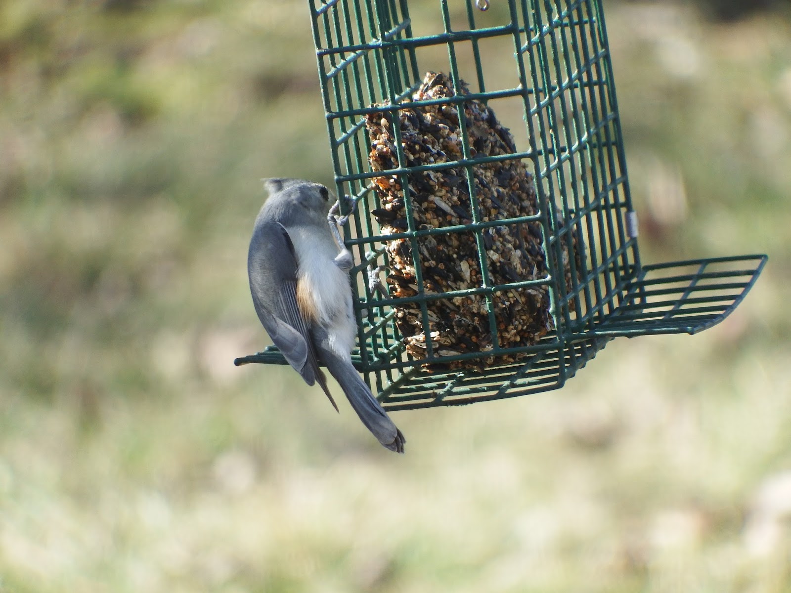 Tavallista elämää Ohiossa: Päivän lintu: Titmouse-tiainen