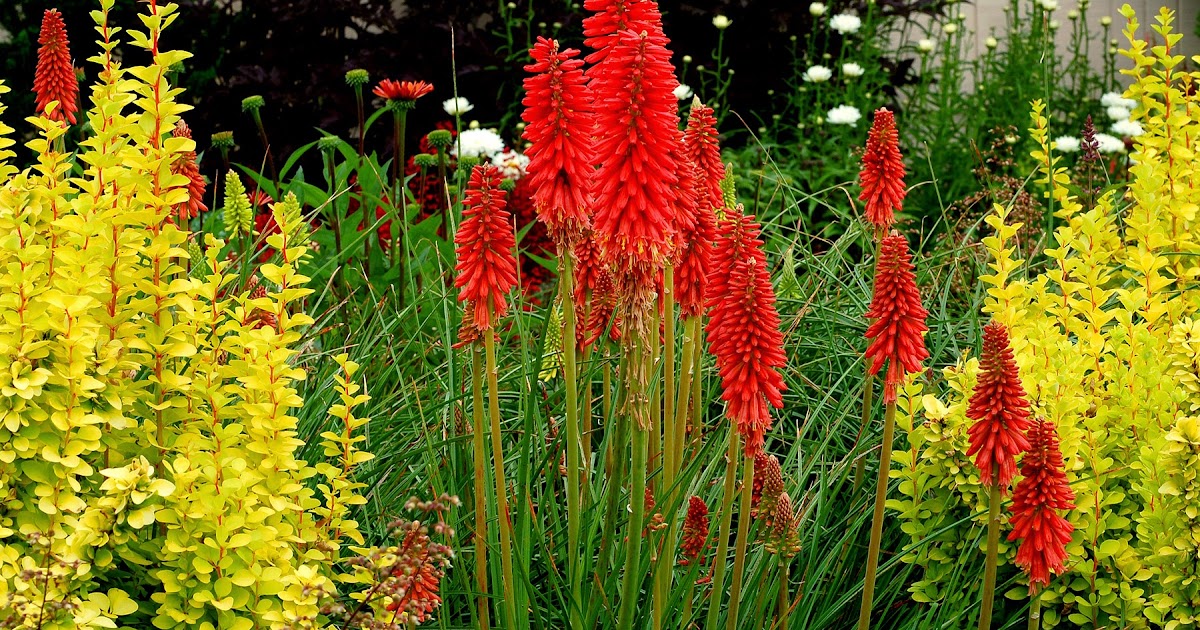 HOW TO GROW RED HOT POKER FROM SEED |The Garden of Eaden