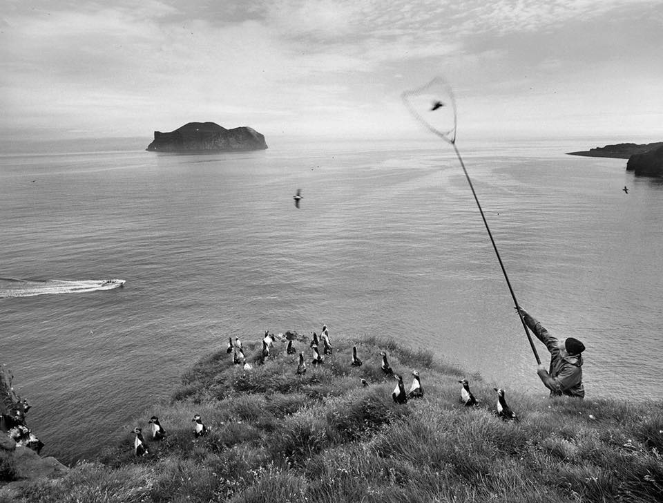 Terrierman's Daily Dose: Hunting Puffins with Gordon Ramsey