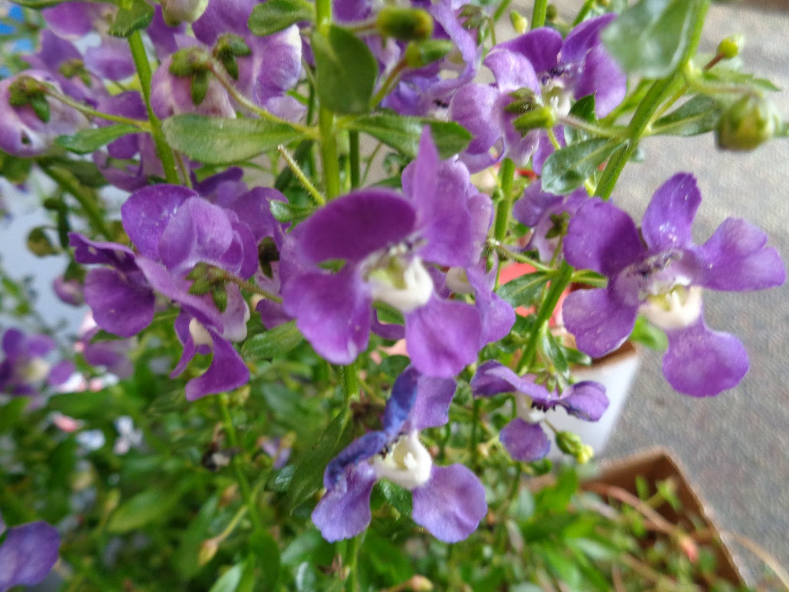 University of Florida/IFAS Charlotte County Extension: The “summer ...