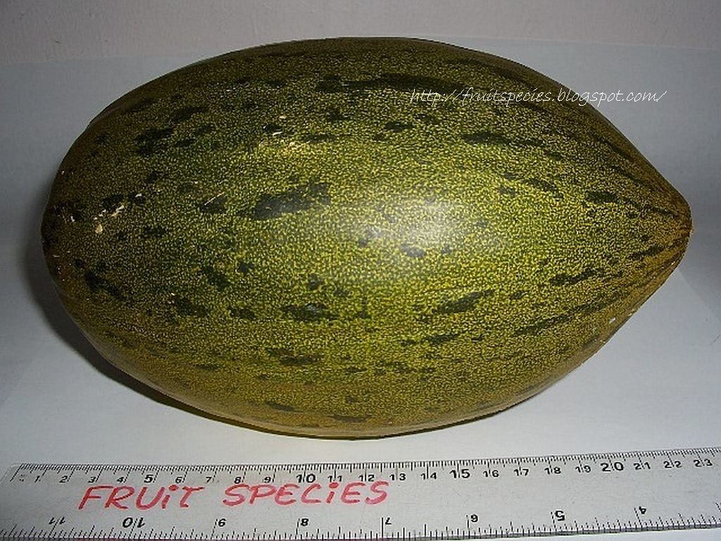 Fruit Species: PIEL DE SAPO MELON