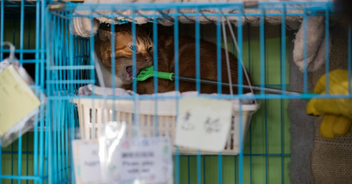 香港動物政策網誌: 每日半個鐘 感化靠輕撫 義工：天下沒教不好的惡貓