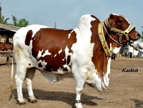 Bull Cow Facts And Pictures | All Wildlife Photographs