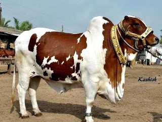 Bull Cow Facts And Pictures | All Wildlife Photographs