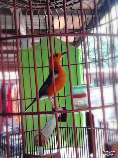 Informasi Seputar Dunia Hewan