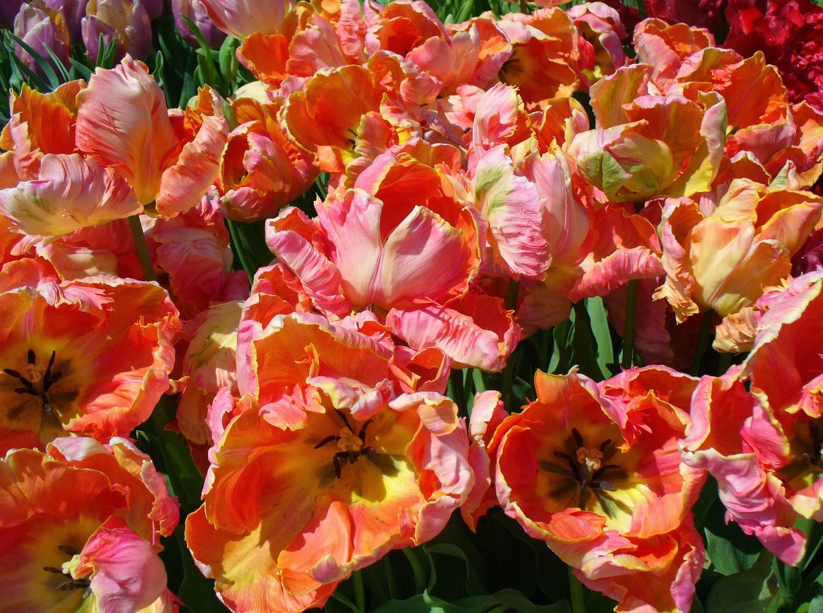 Spring Fireworks in 30 minutes – a bulb planting primer – Plant ...