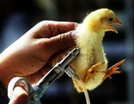 Gallos Y Galleros: Enfermedad De Marek.